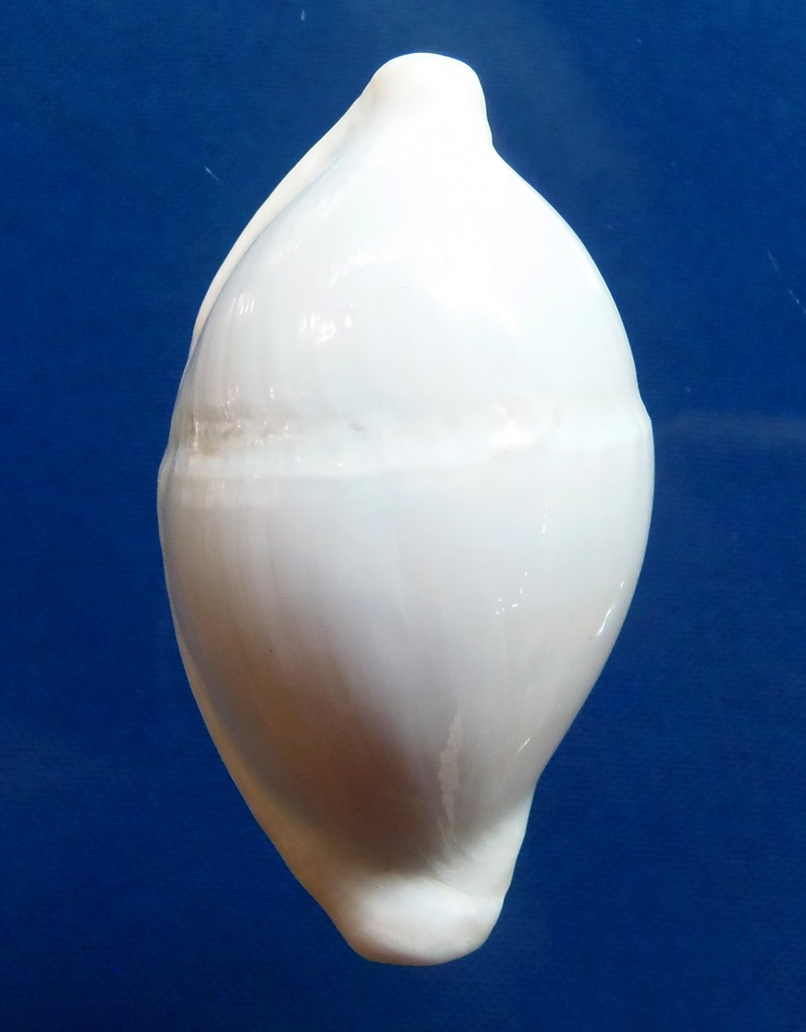 B303 20600 Egg shell Ovula ovum 62 mm