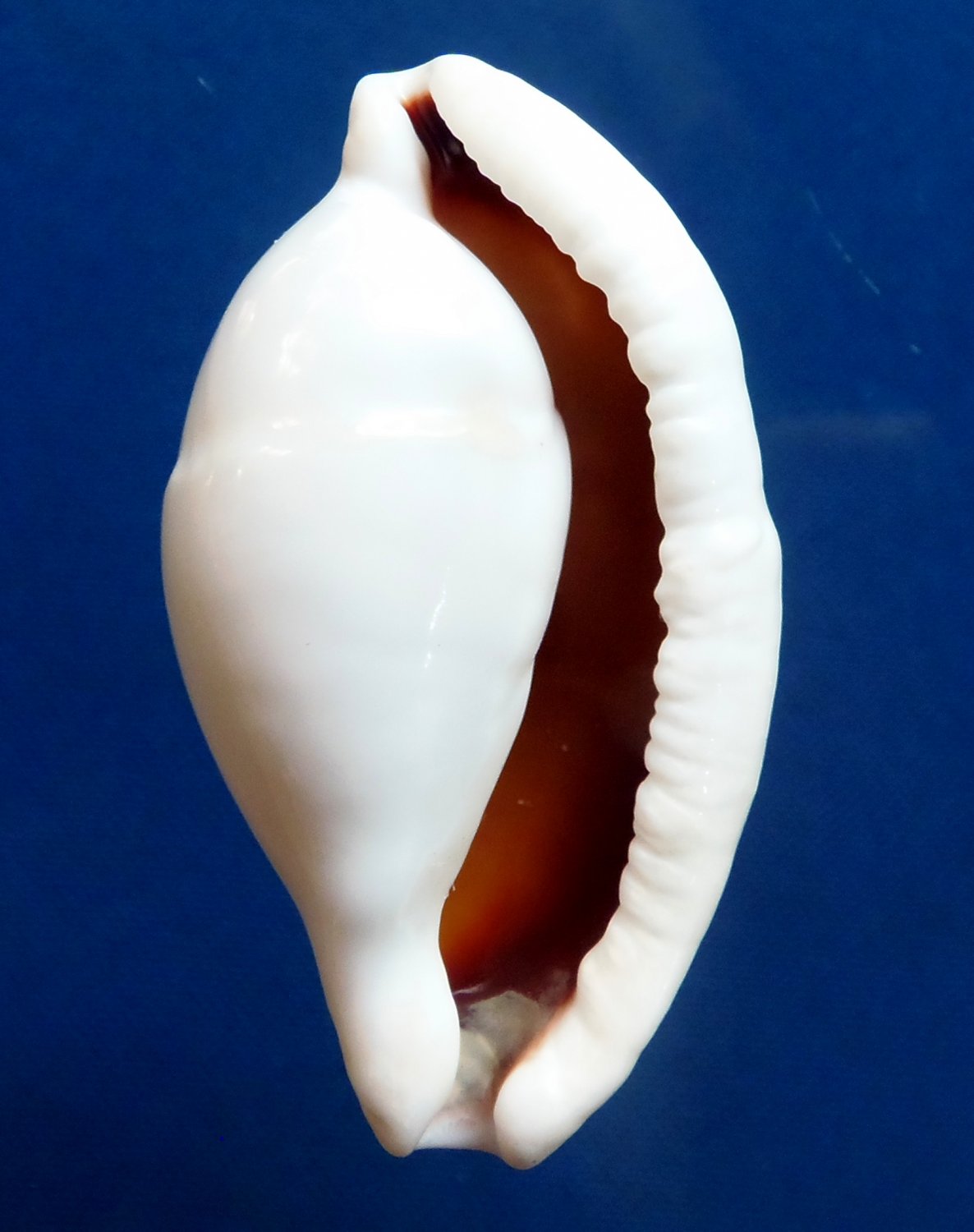 B303 20600 Egg shell Ovula ovum 62 mm