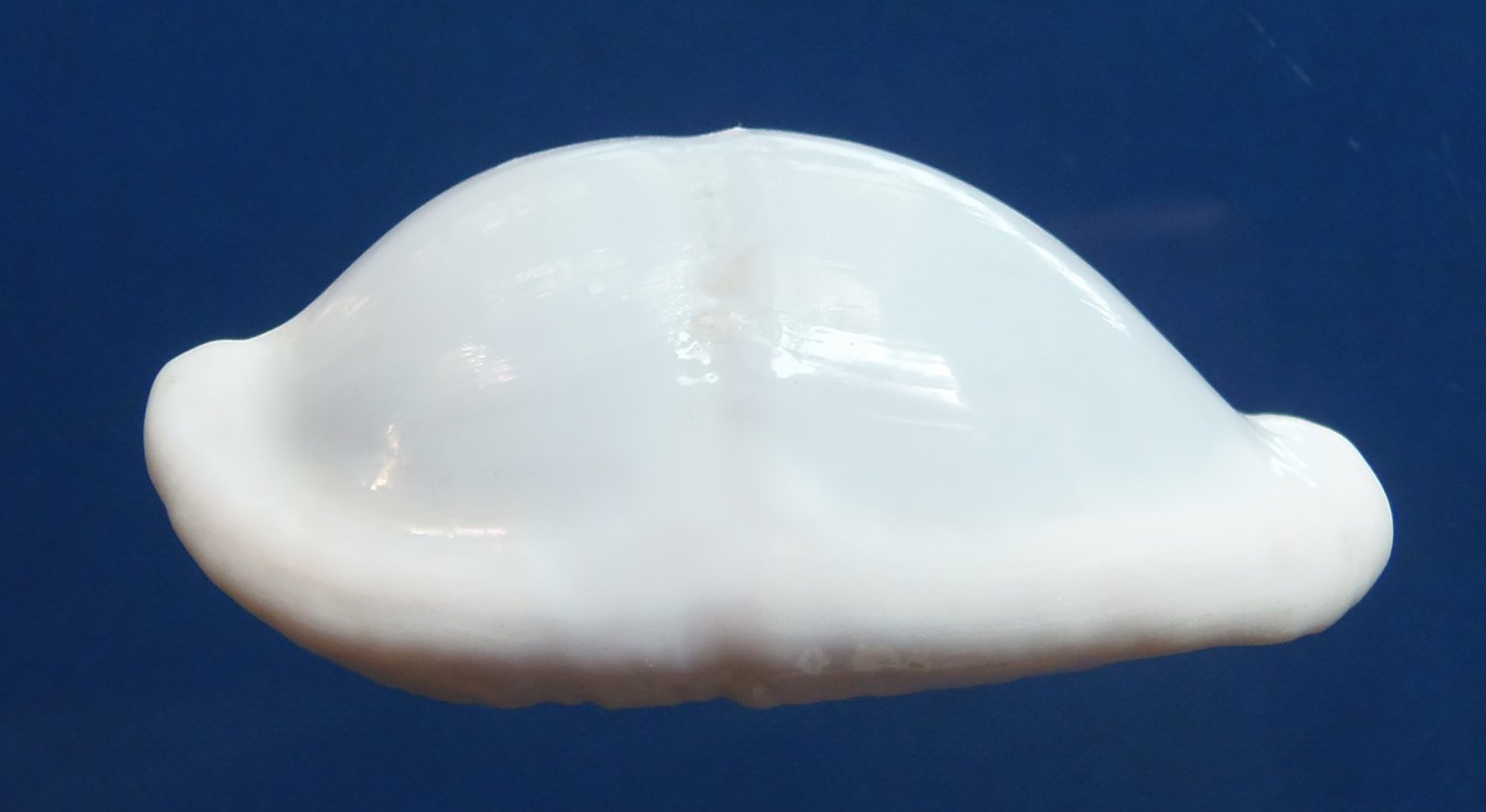 B303 20600 Egg shell Ovula ovum 62 mm