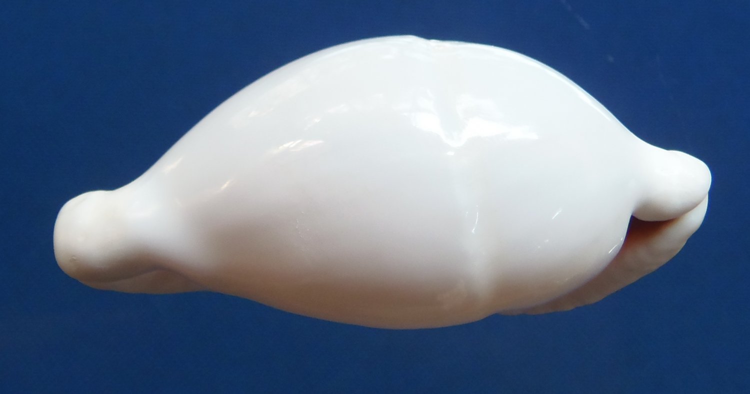 B303 20600 Egg shell Ovula ovum 62 mm