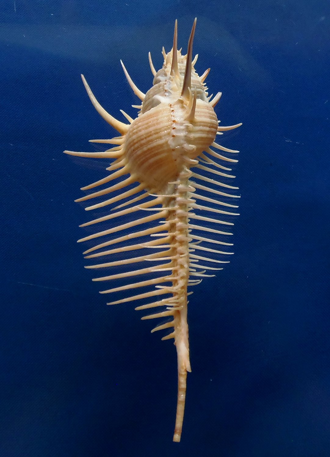 B307 20656 Murex pecten 6 1/4"