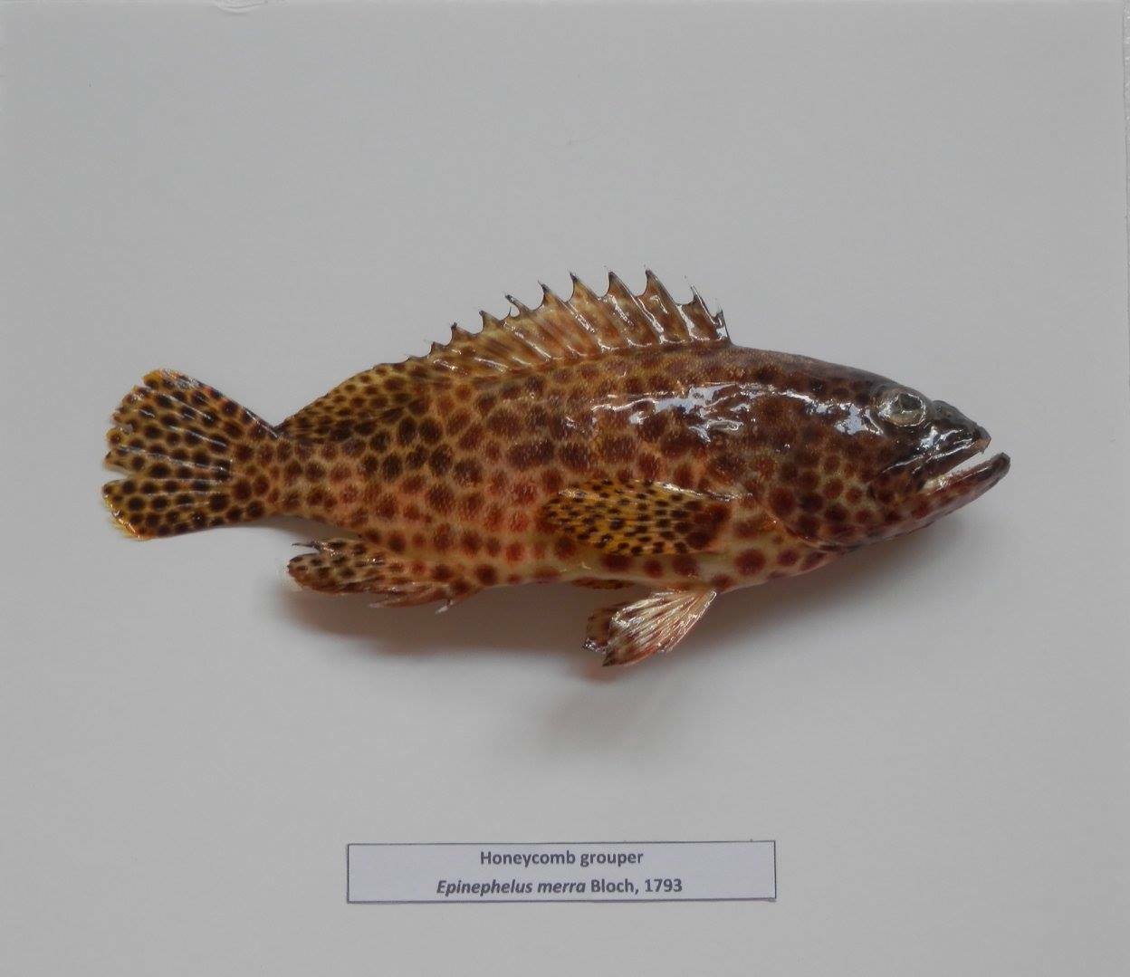 78376 Real Frame Taxidermy Honeycomb grouper- Epinephelus merra FREE ...
