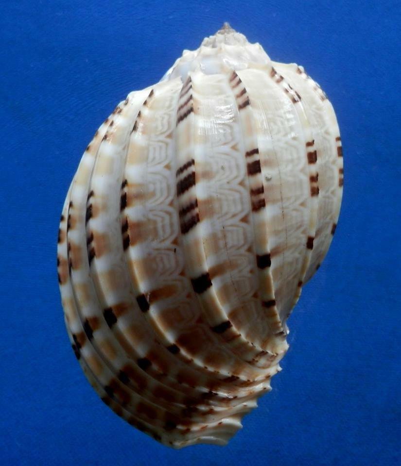 80045 Seashell Articulate Harp Shell Harpa articularis 101 mm Giant