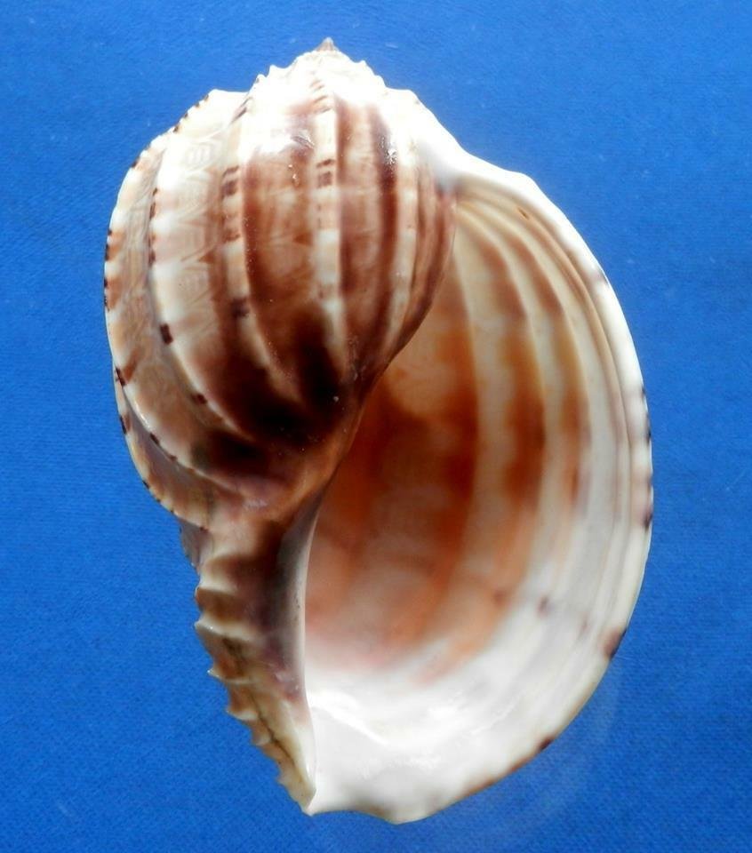 80045 Seashell Articulate Harp Shell Harpa articularis 101 mm Giant