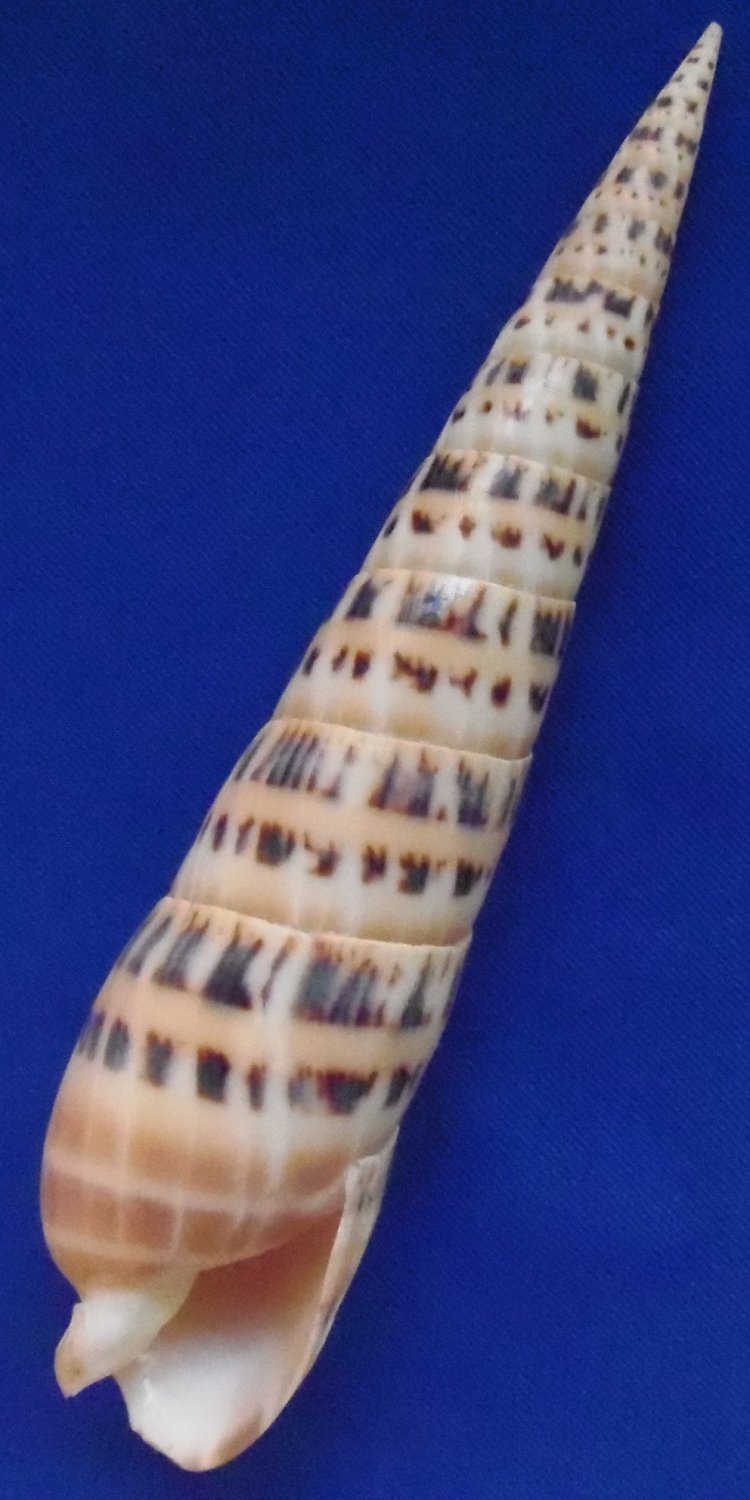 10380 Seashell Crenulate Auger Oxymeris maculata 240 mm Giant