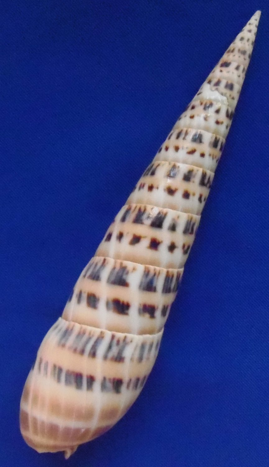 10380 Seashell Crenulate Auger Oxymeris maculata 240 mm Giant