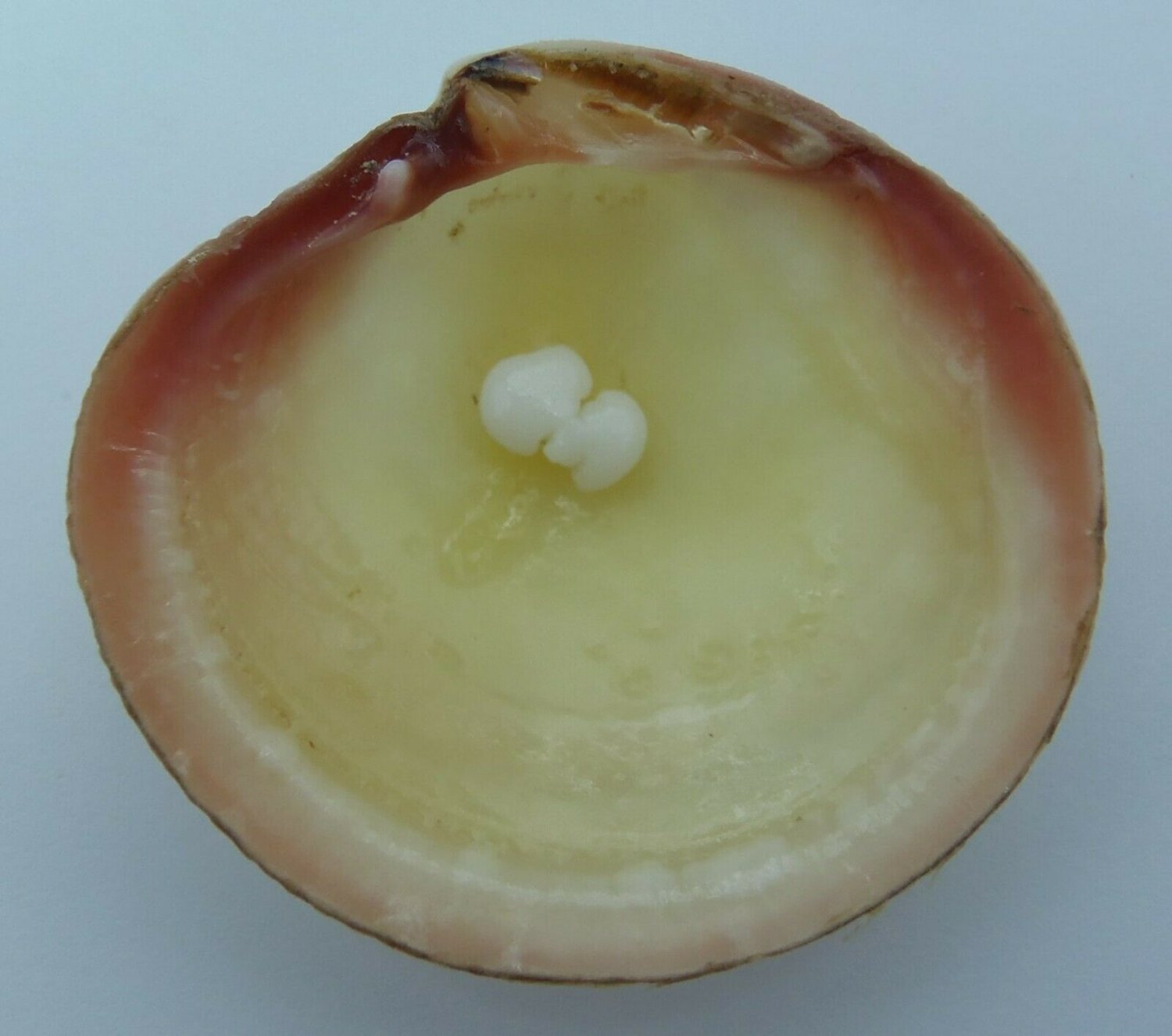 Pacific Tiger Lucine Codakia tigerina w/ blister pearl Oddities Curios