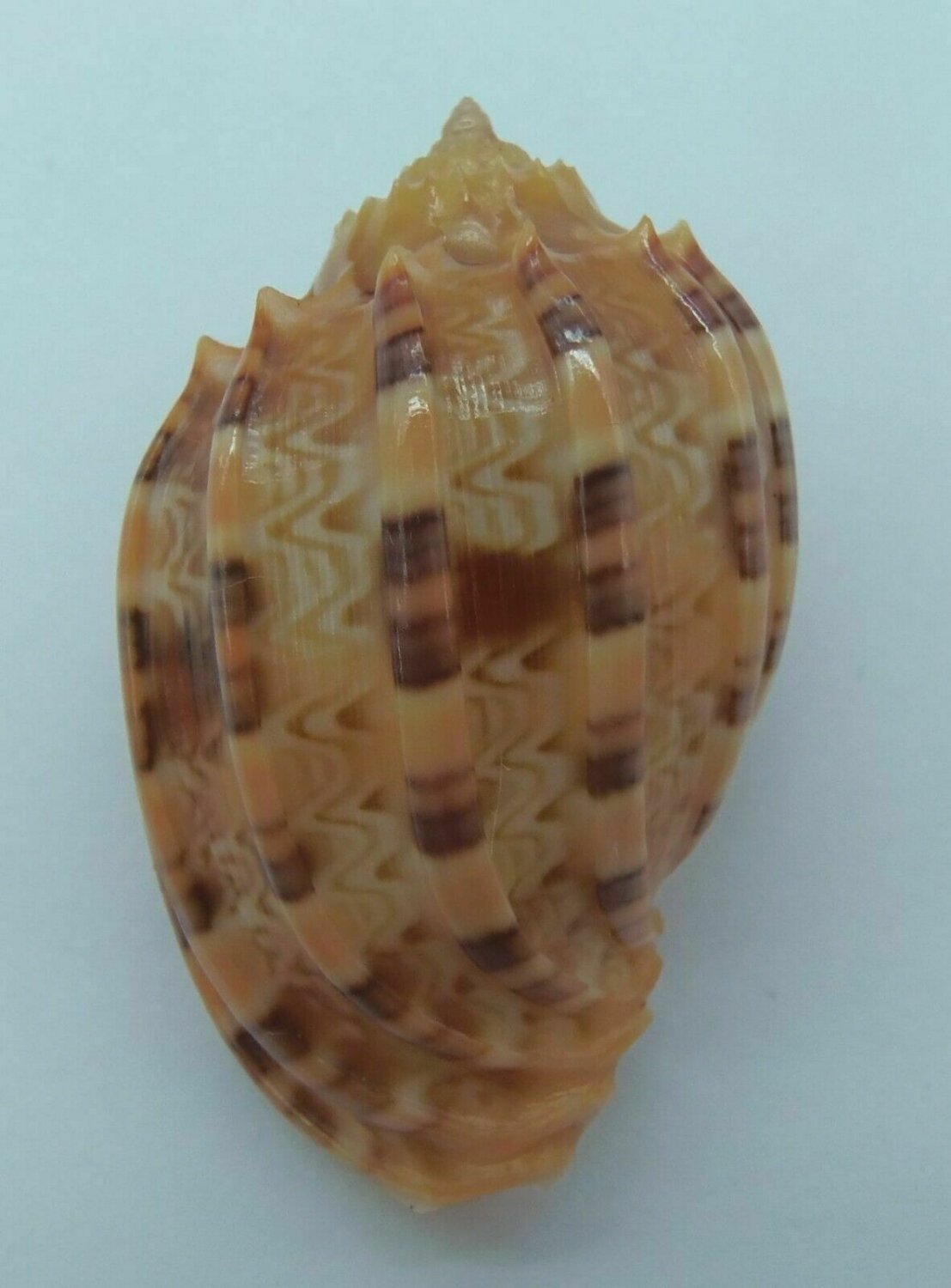 Seashell Harp Shell Harpa kajiyamai 47 mm