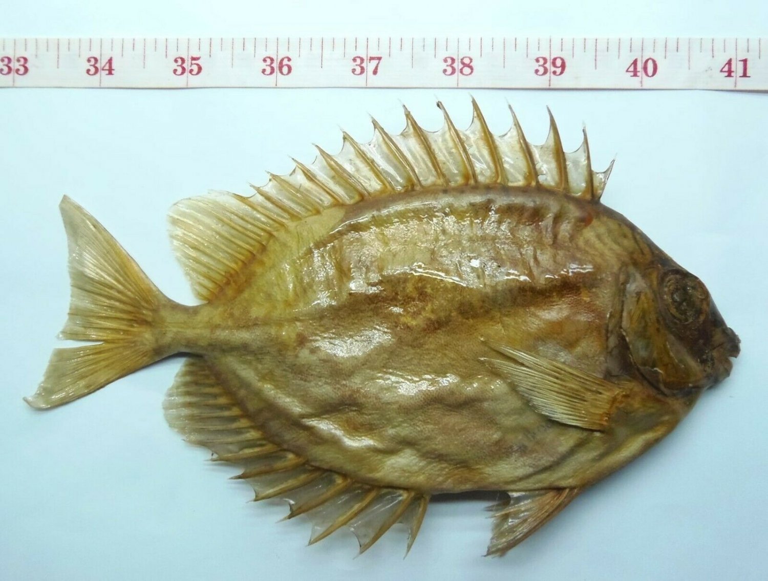 Blue-spotted spinefoot Siganus corallinus, 185 mm Taxidermy Oddities