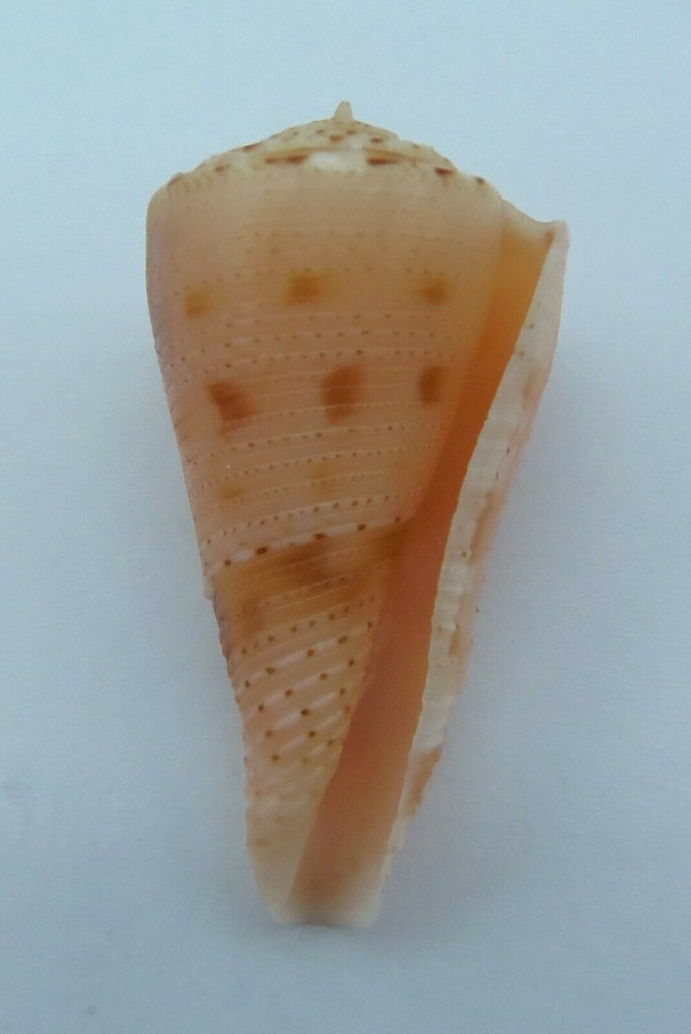 Seashell Otohime's cone Conasprella otohimeae, 25 mm