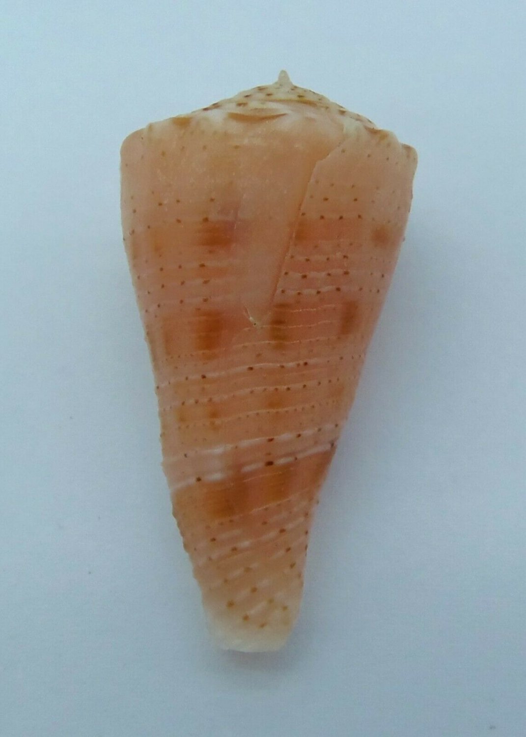 Seashell Otohime's cone Conasprella otohimeae, 25 mm