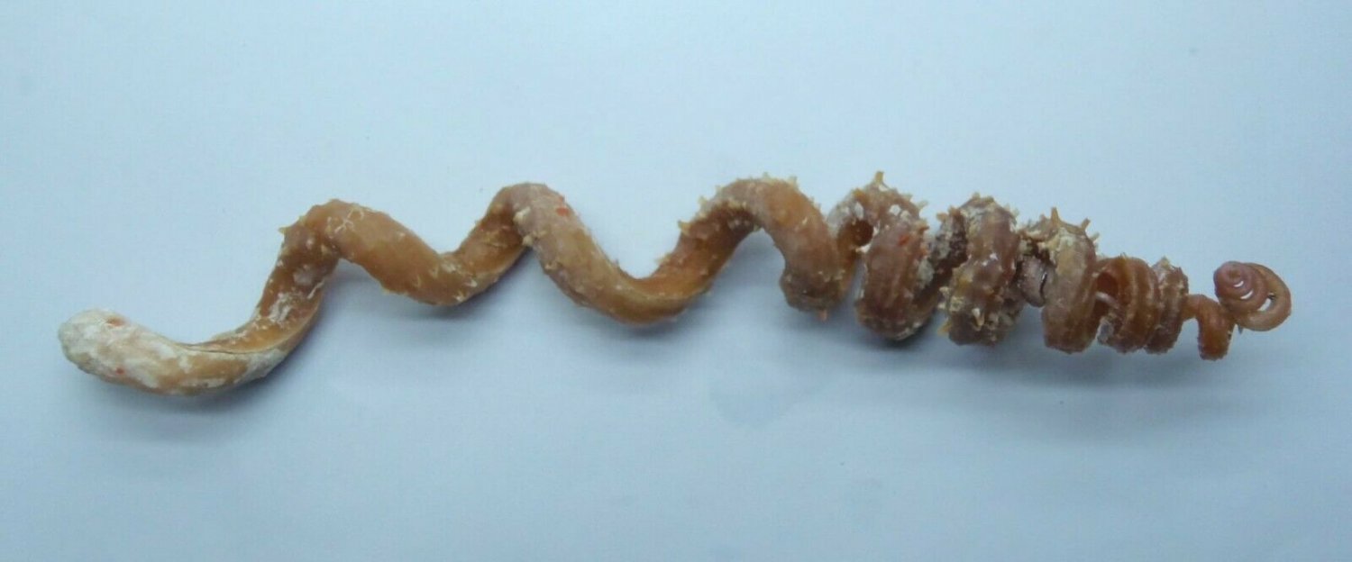 Seashell Slit-worm shell Siliquaria anguina, 180 mm