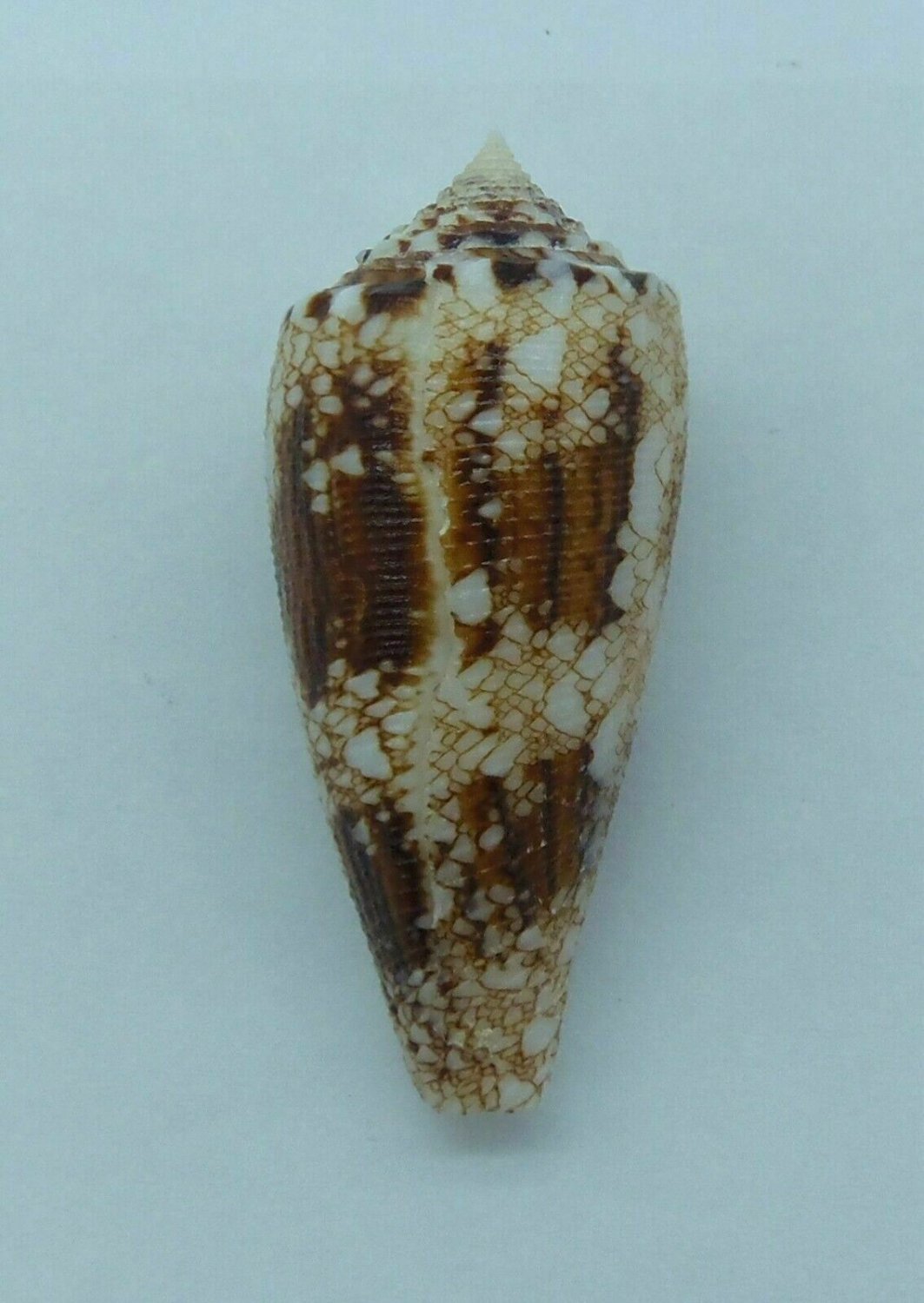 Molluscs Seashell Philippine Cone Conus telatus f. rugosus (12524,42 mm)