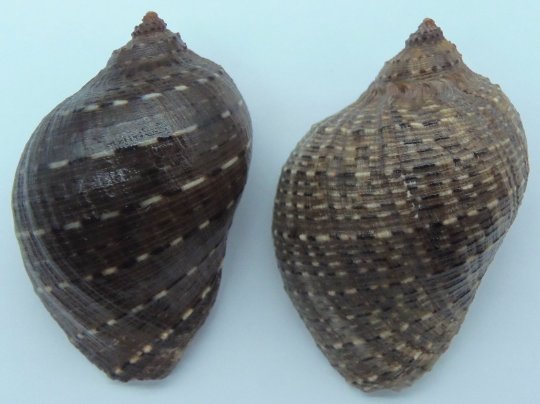 Molluscs Seashell Persian purpura Purpura persica