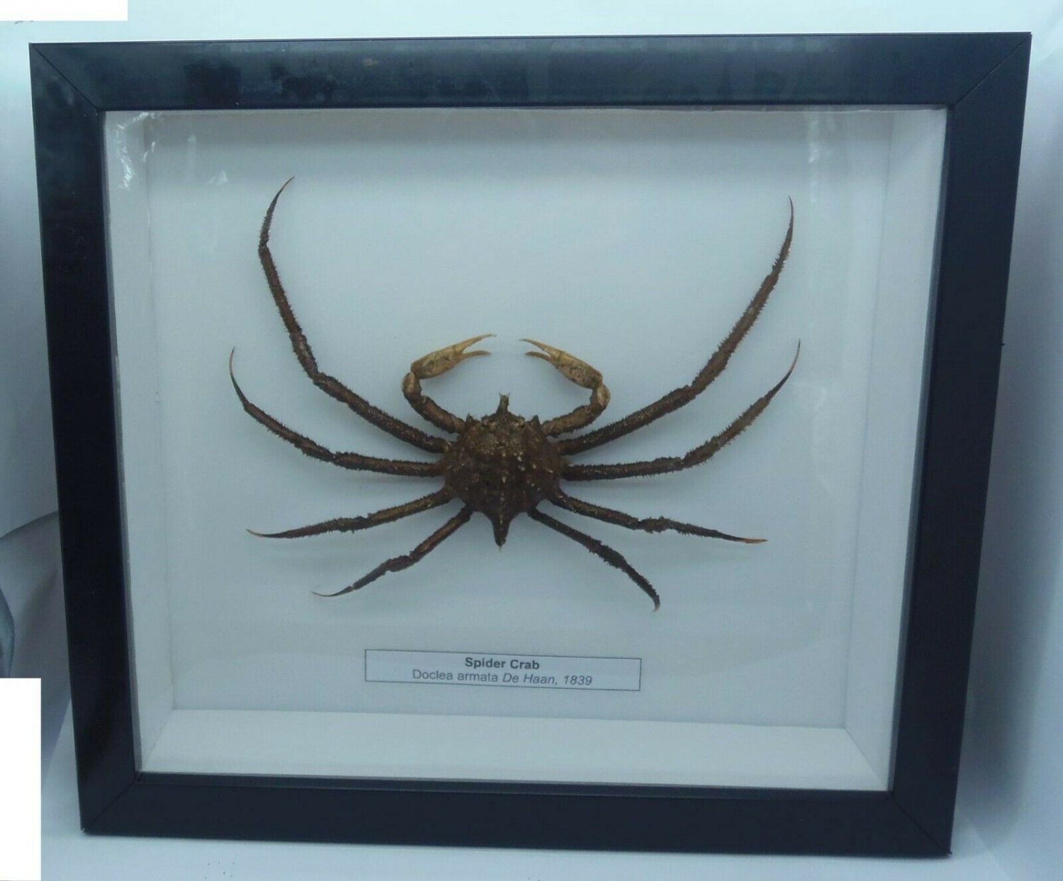 Real Frame Spider Crab Doclea armata Curio Oddities Taxidermy