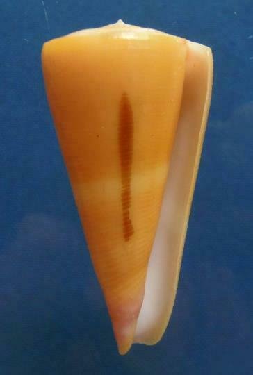 Seashell Conus kintoki, 53 mm