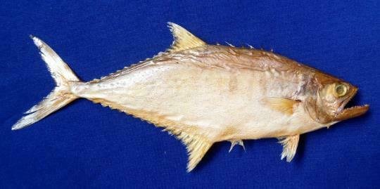 Barred Queenfish Scomberoides tala Fish Taxidermy Oddities