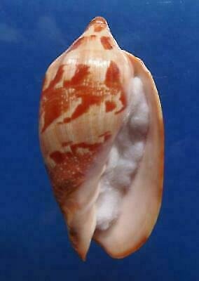 Gems Under the Sea Seashell Palawan Volute Cymbiola palawanica, 91 mm