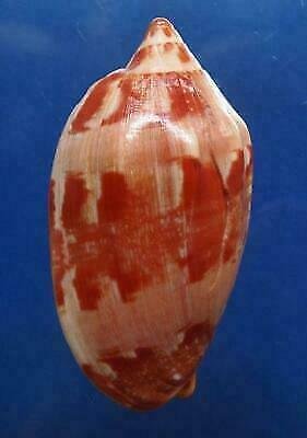 Gems Under the Sea Seashell Palawan Volute Cymbiola palawanica, 91 mm