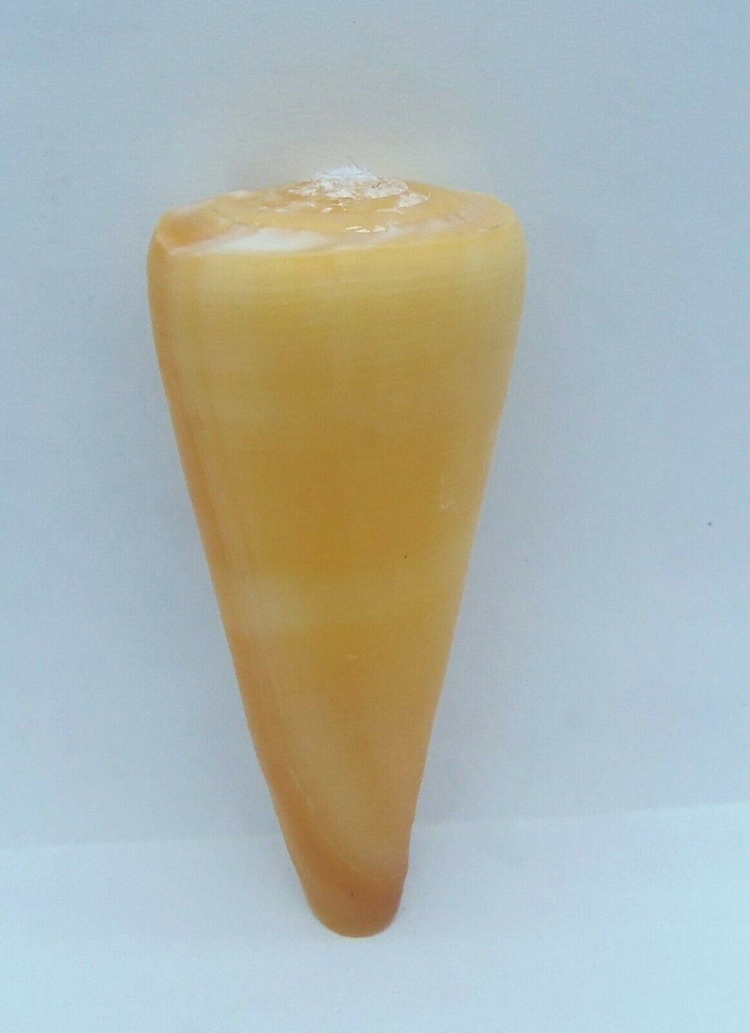 Seashell Conus kintoki, 51 mm