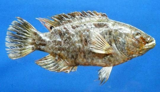 Tripletail Maori Wrasse Cheilinus trilobatus Fish Taxidermy Oddities