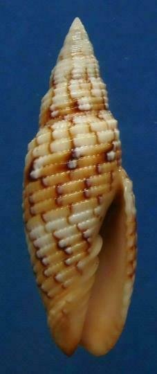 Seashell Snake Mitre Scabricola variegata (87231, 48 mm)