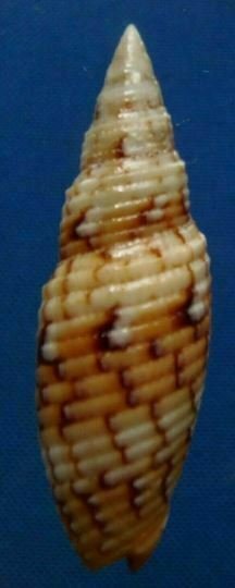 Seashell Snake Mitre Scabricola variegata (87231, 48 mm)