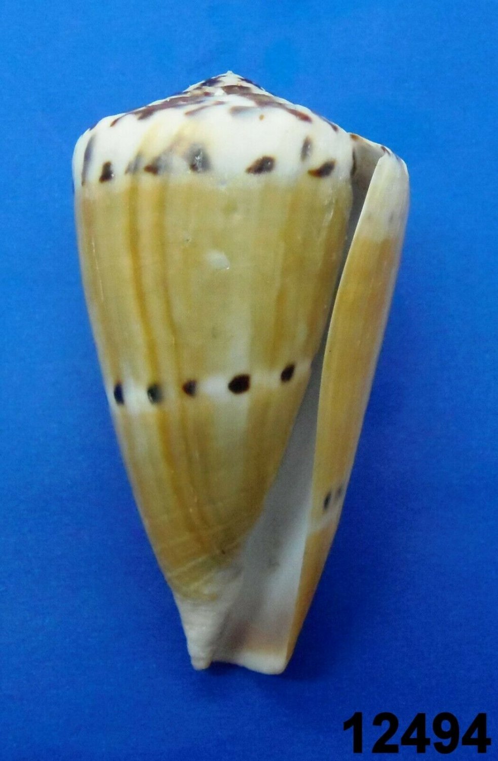 Molluscs Seashell Ermine Cone Conus mustelinus (12494, 65 mm)