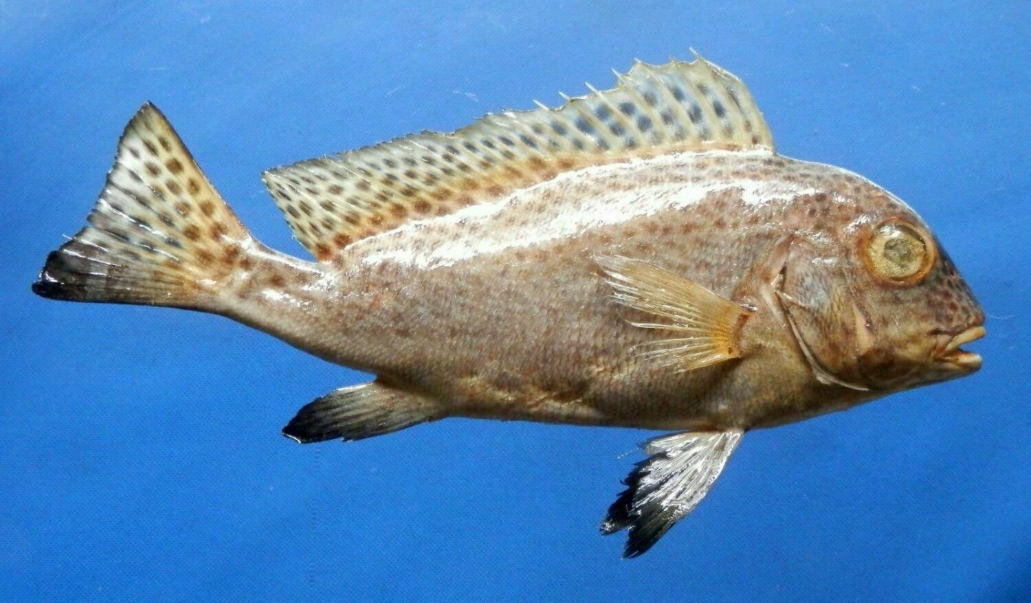 Plectorhinchus flavomaculatus, Variola albimarginata Fish Taxidermy ...