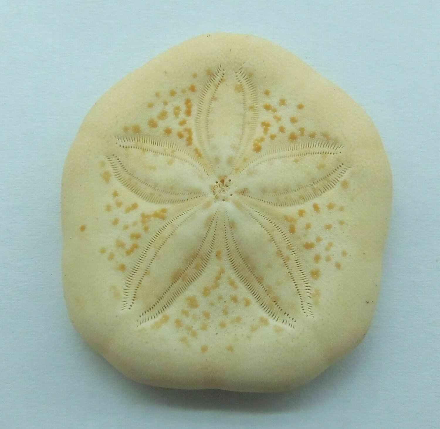 Gems Under the Sea Sand dollar Laganum laganum Echinoderms Taxidermy ...