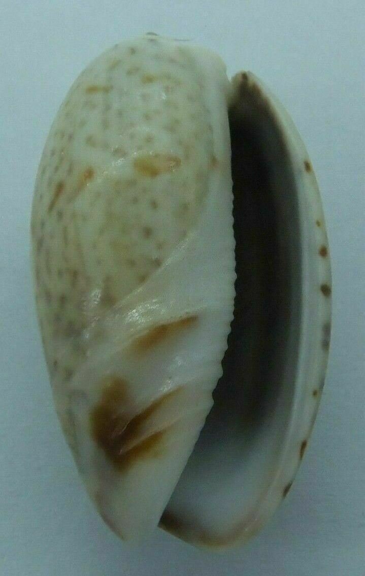 Molluscs The Swollen Olive Shell Oliva bulbosa (12570,28 mm)
