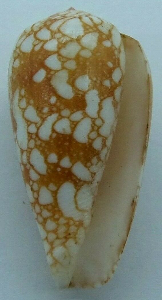 Seashell Omaria Cone Conus omaria (12557, 34 mm)