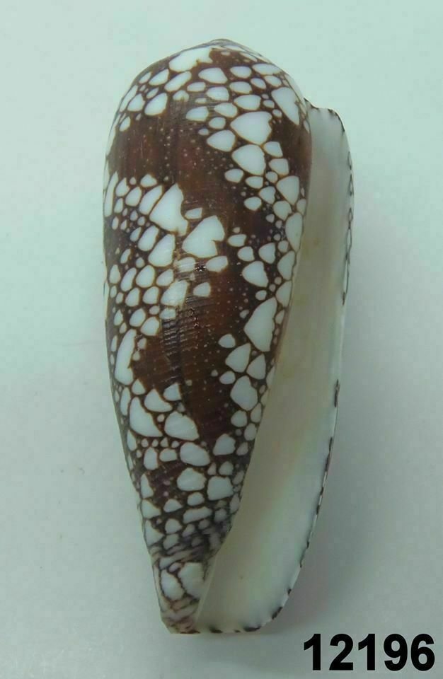 Seashell Omaria Cone Conus omaria (12196, 79 mm)