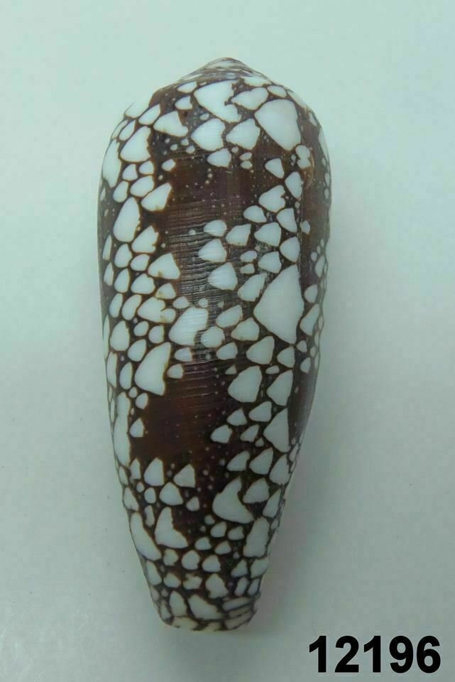 Seashell Omaria Cone Conus omaria (12196, 79 mm)