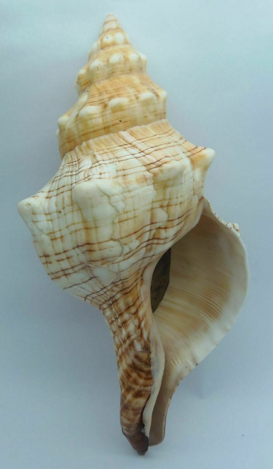 Seashell Striped Fox Conch Pleuroploca trapezium , 240 mm, Giant