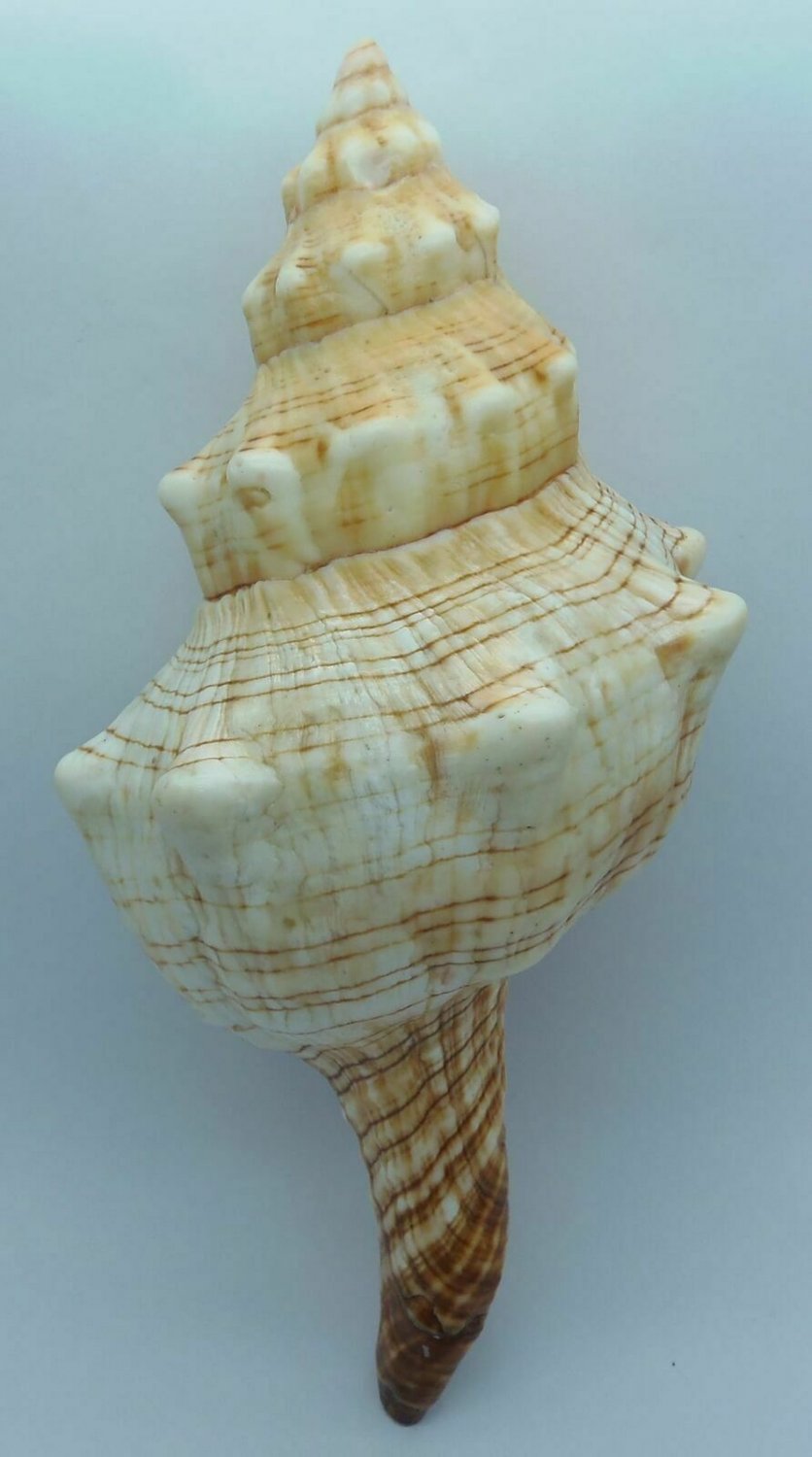 Seashell Striped Fox Conch Pleuroploca trapezium , 240 mm, Giant