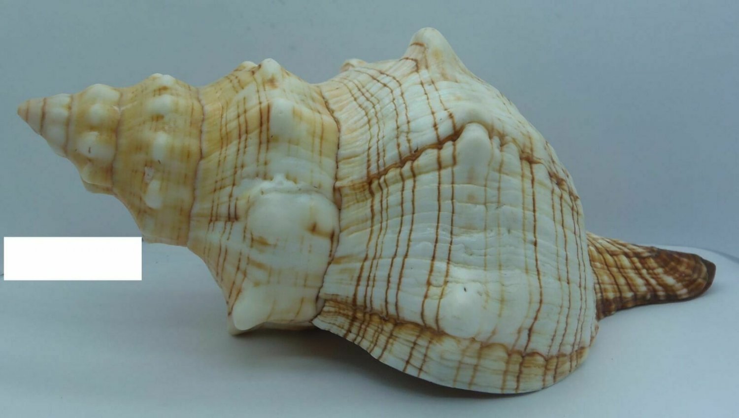 Seashell Striped Fox Conch Pleuroploca trapezium , 240 mm, Giant