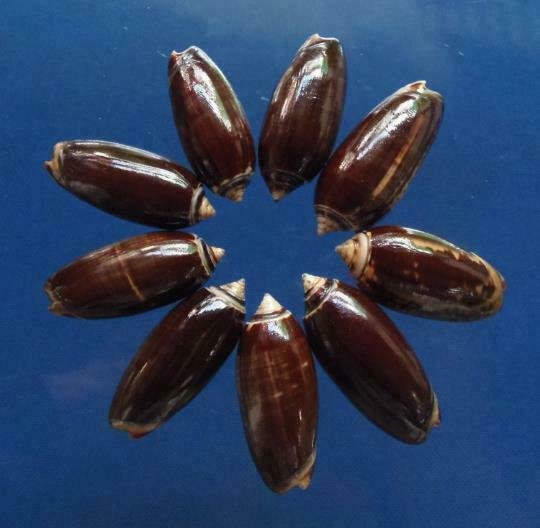 Craftshell Sailor Valentine Black olive shells (20670, 1 oz)