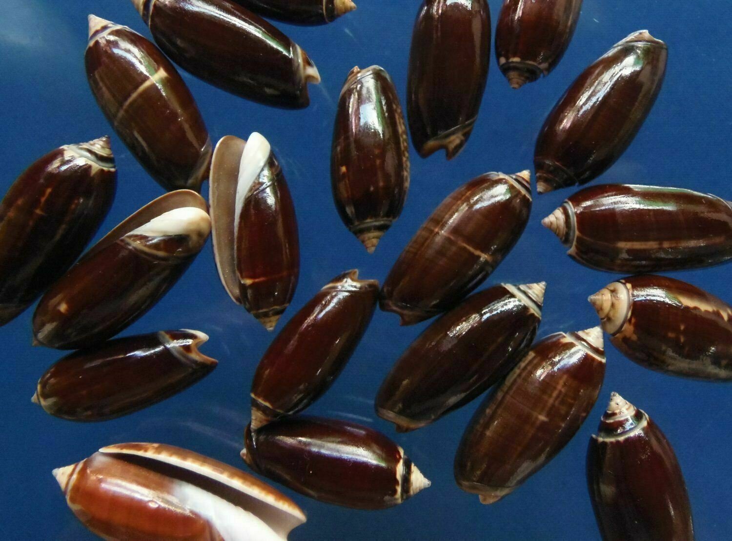 Craftshell Sailor Valentine Black olive shells (20670, 1 oz)