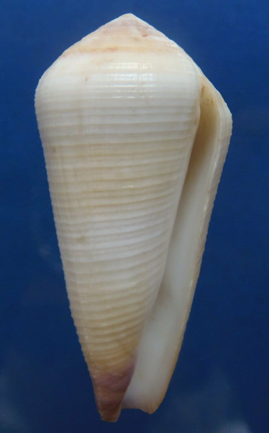 Seashell Cone Snails Conus terebra (87510, 63 mm)