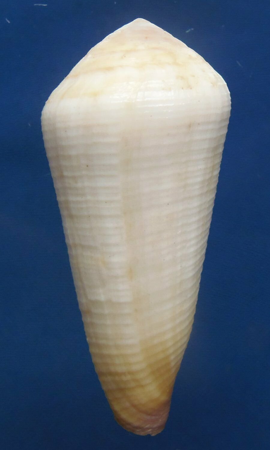 Seashell Cone Snails Conus terebra (87510, 63 mm)