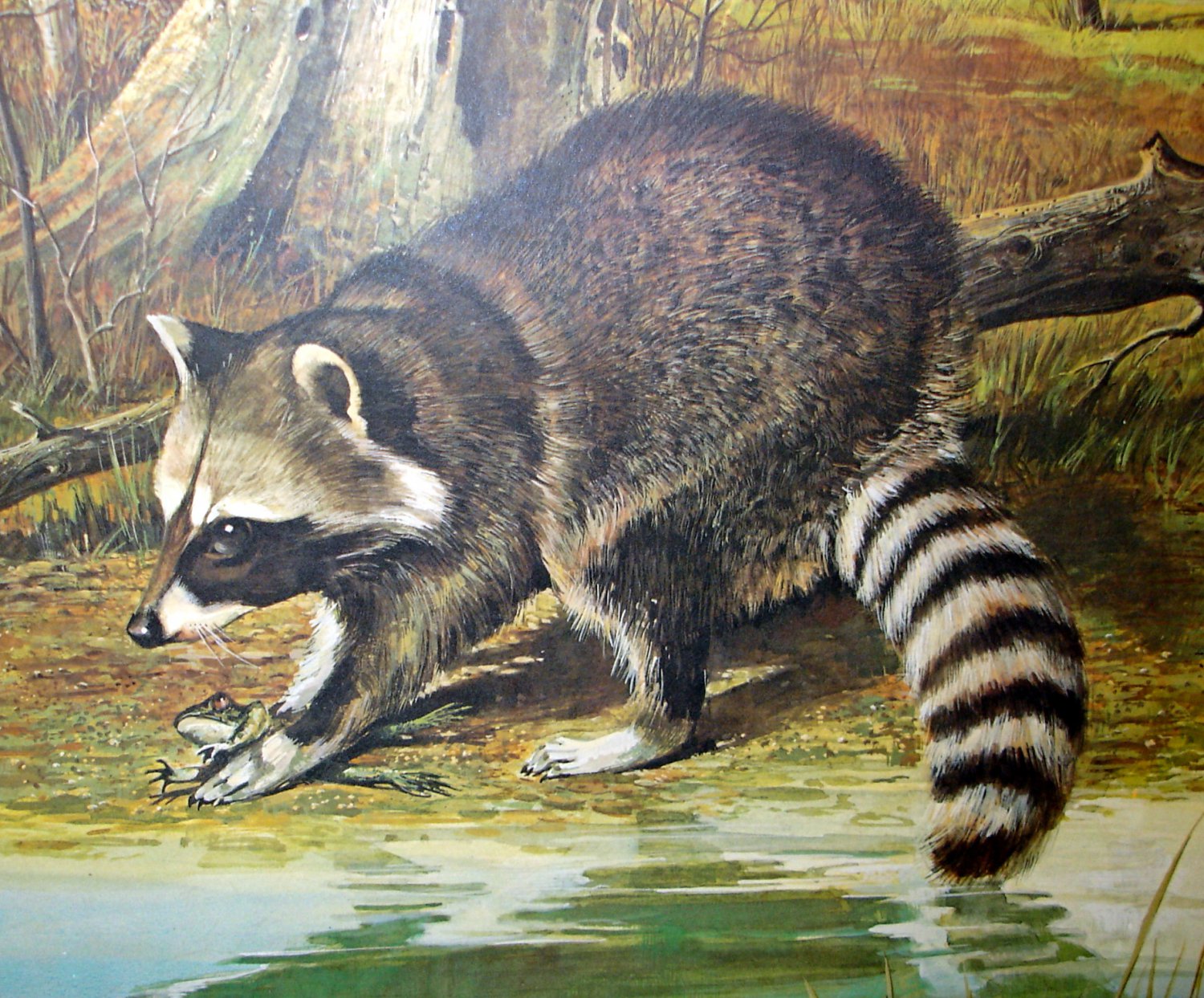 PRINT ART-THE RACOONS--R.J. McDONALD--1972 --COLLECTOR SERIES III