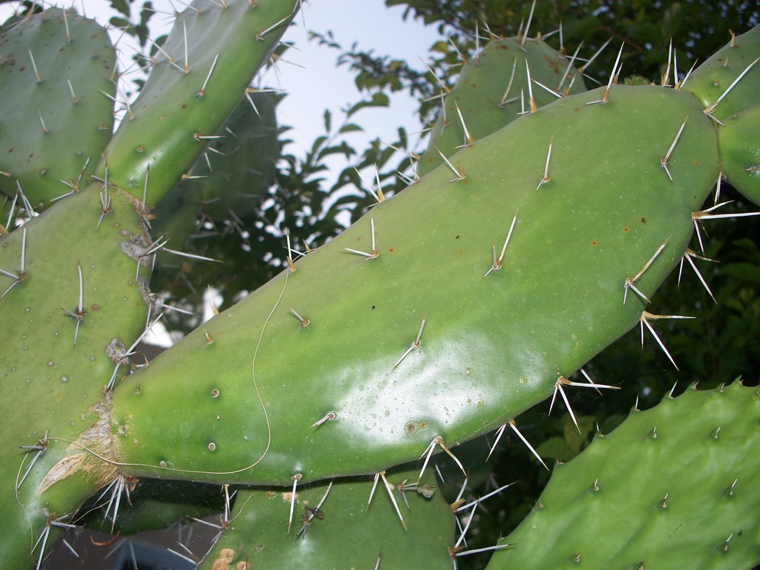 Penca de nopal blanco Mexicano