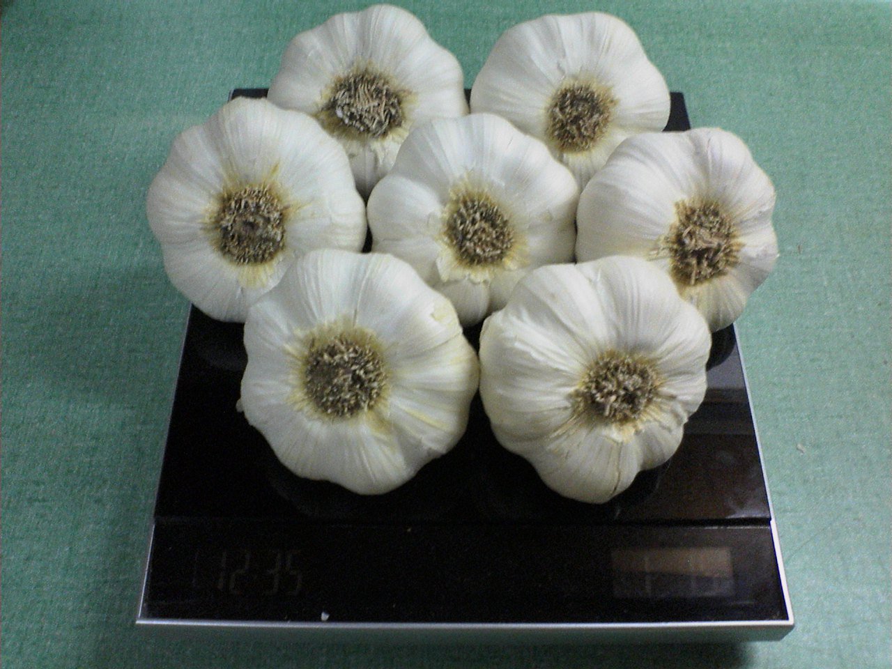 Polish White (New York White) Heirloom Garlic For Seed Or Culinary Use ...