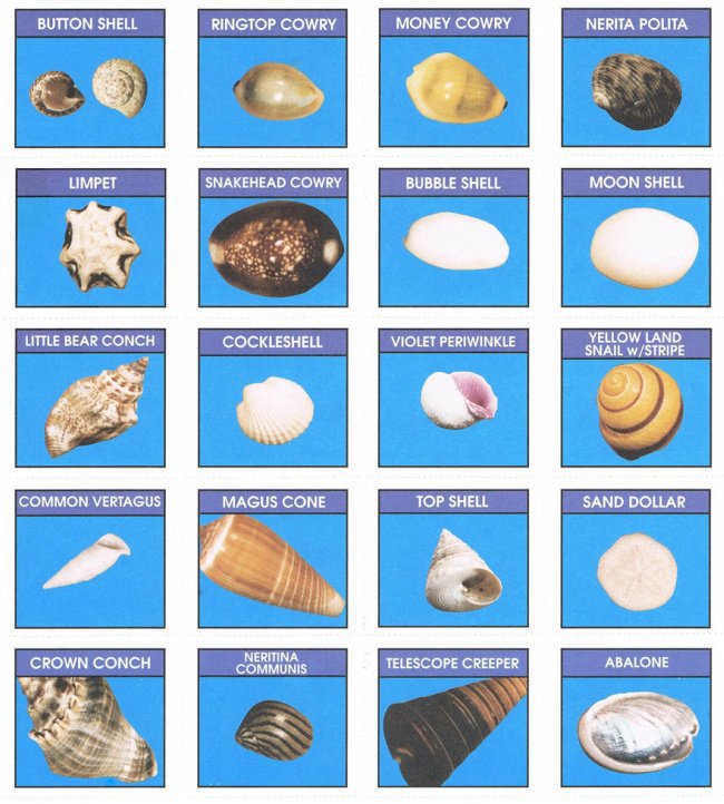 Seashells A Guide For The Seashell Collector By Carol Benanti Paperback ...