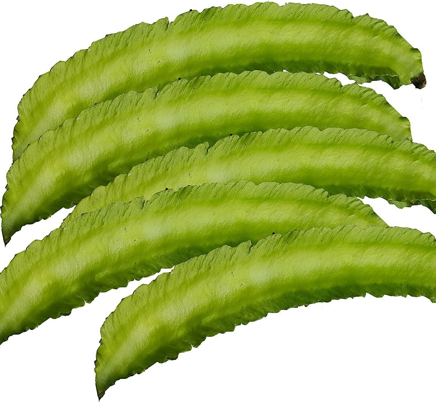 Winged Beans (Dau Rong) 10 Seeds goa bean, four-angled bean, four ...