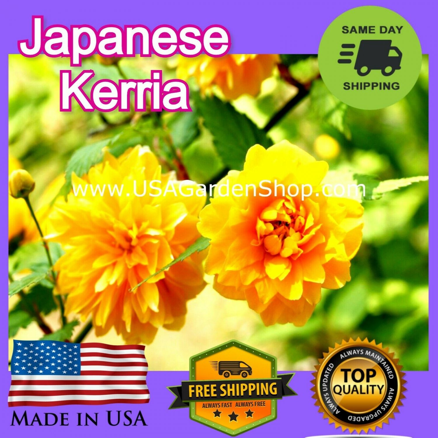 Kerria Double Flowering Japanese Rose Kerria japonica Jew's Mantle 10 ...