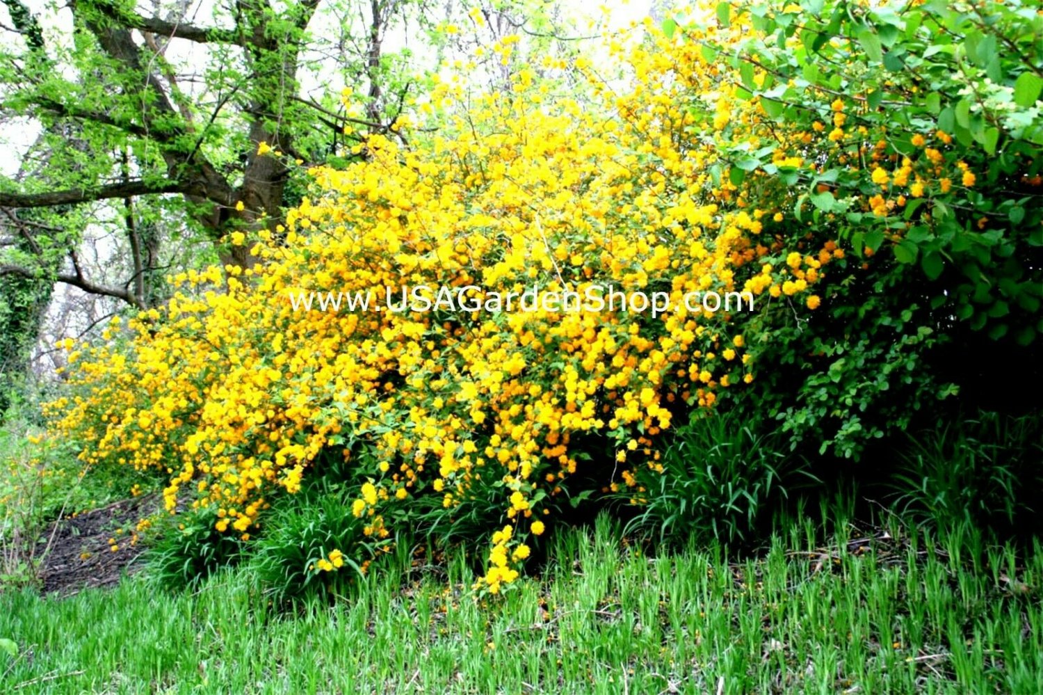 Kerria Double Flowering Japanese Rose Kerria japonica Jew's Mantle 10 ...