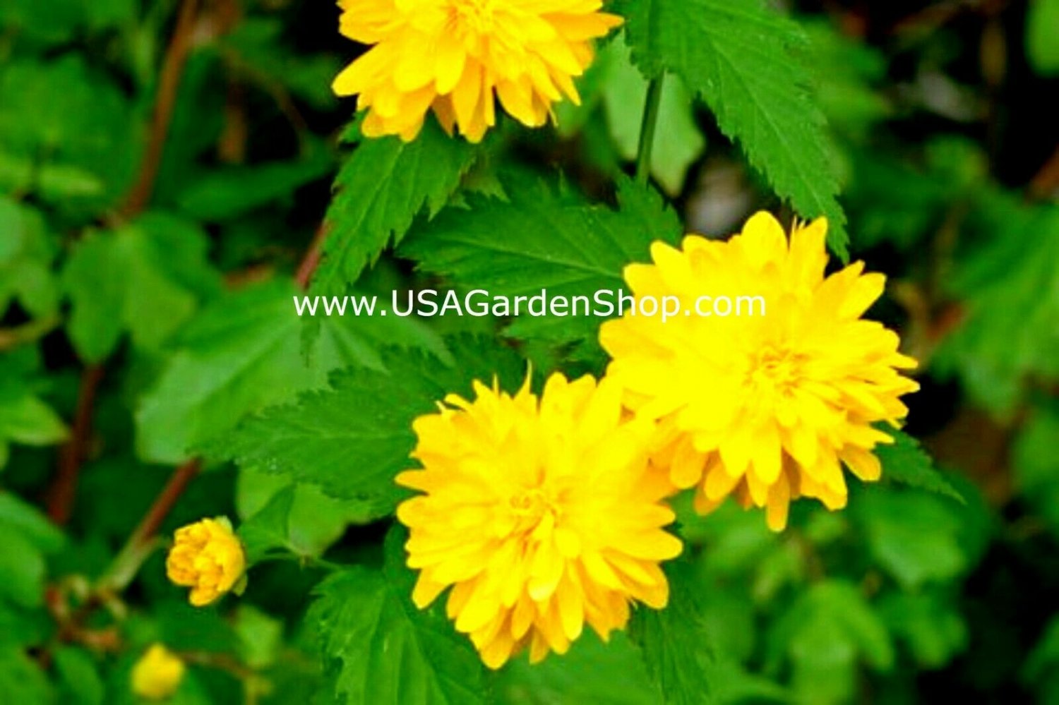 Kerria Double Flowering Japanese Rose Kerria japonica Jew's Mantle 10 ...