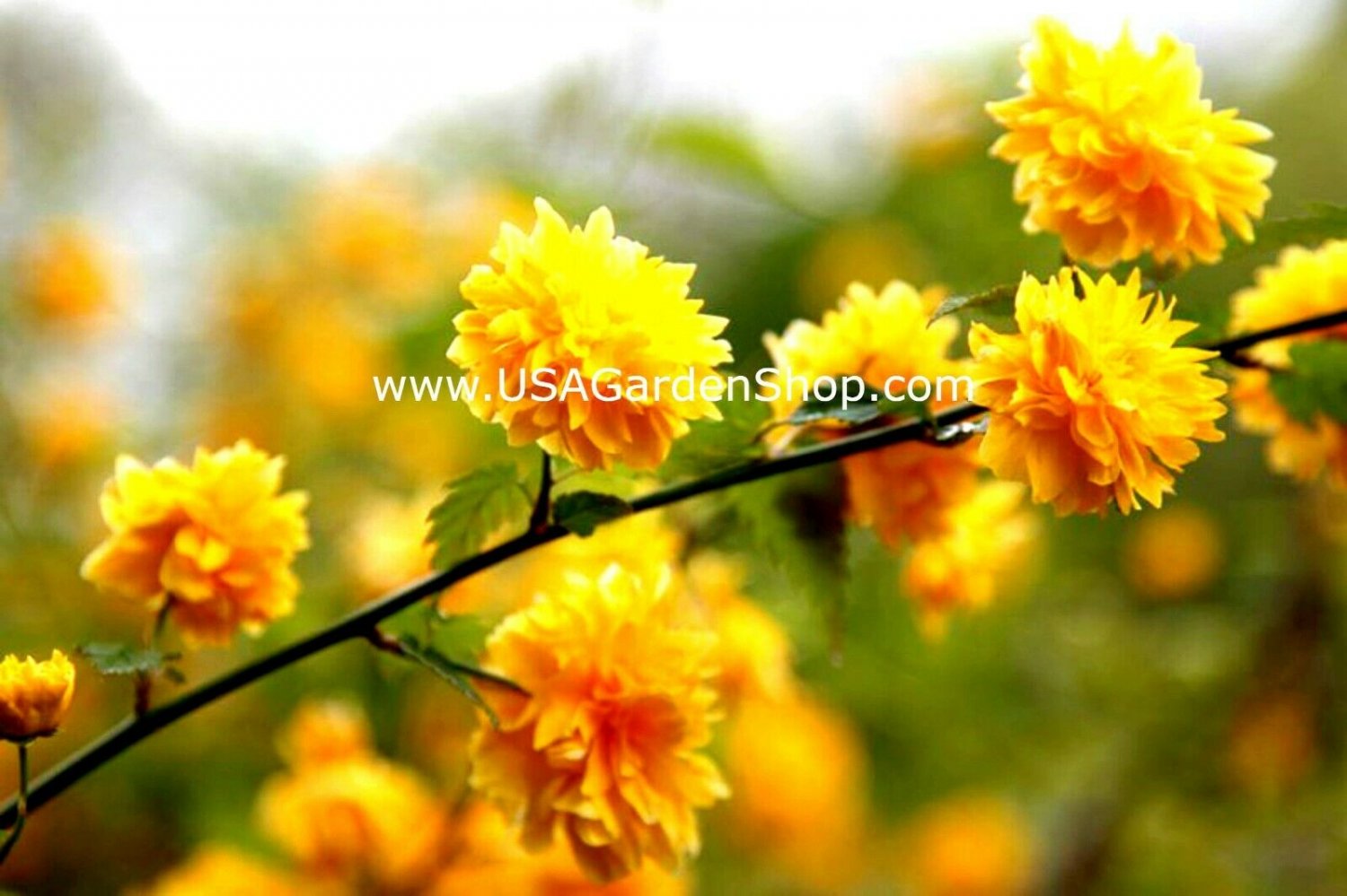 Kerria Double Flowering Japanese Rose Kerria japonica Jew's Mantle 10 ...